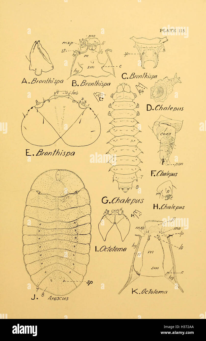This illustrated work provides a detailed overview of the larval forms ...