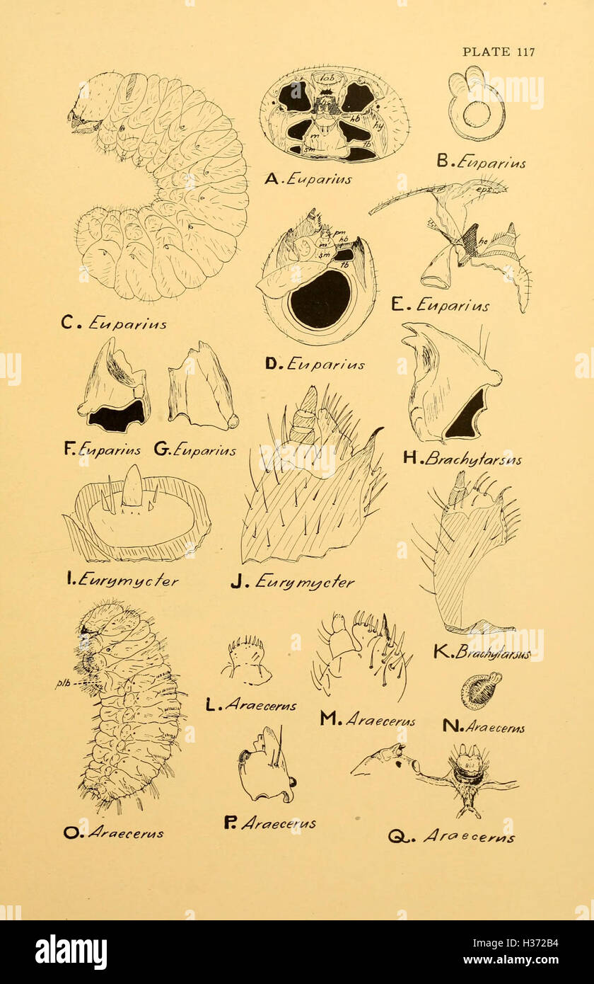 This illustrated work provides a detailed overview of the larval stages ...