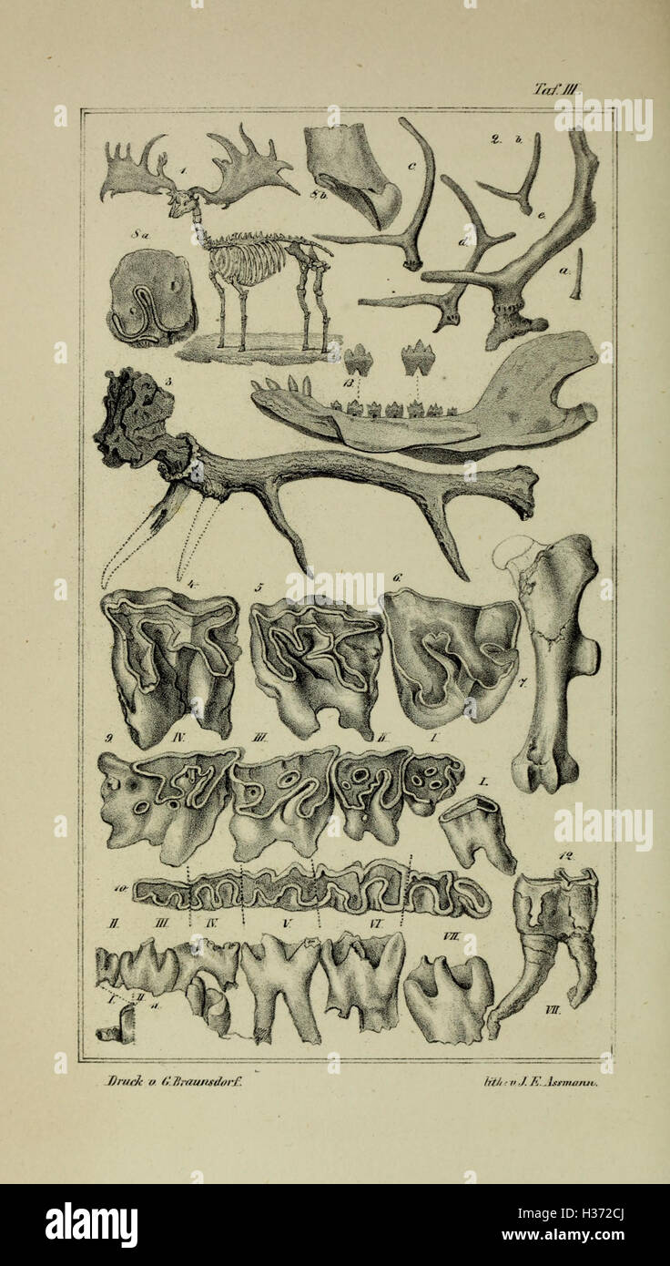 Understanding paleontological classification hi-res stock photography ...