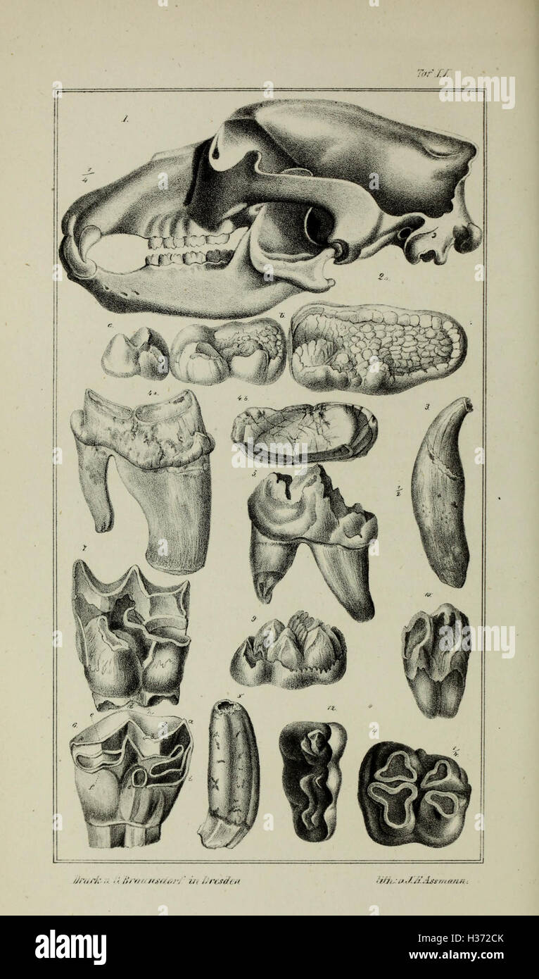 Fossil specimen illustrations hi-res stock photography and images - Alamy