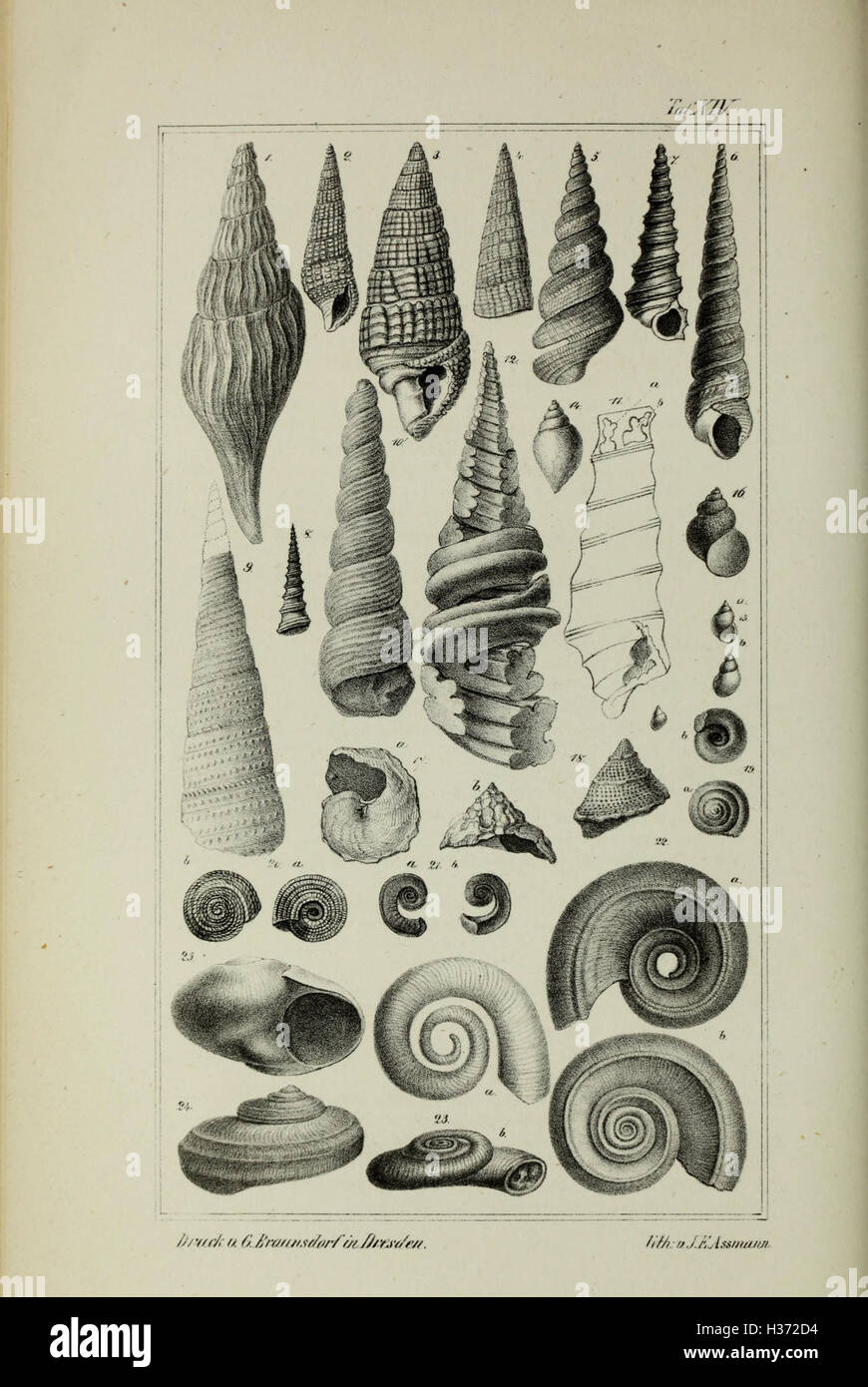 This work presents a detailed outline of fossil studies, particularly ...