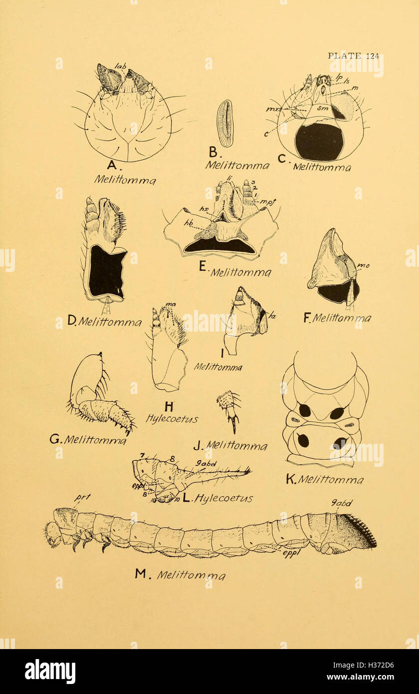 This illustrated work provides a detailed guide to the principal larval ...