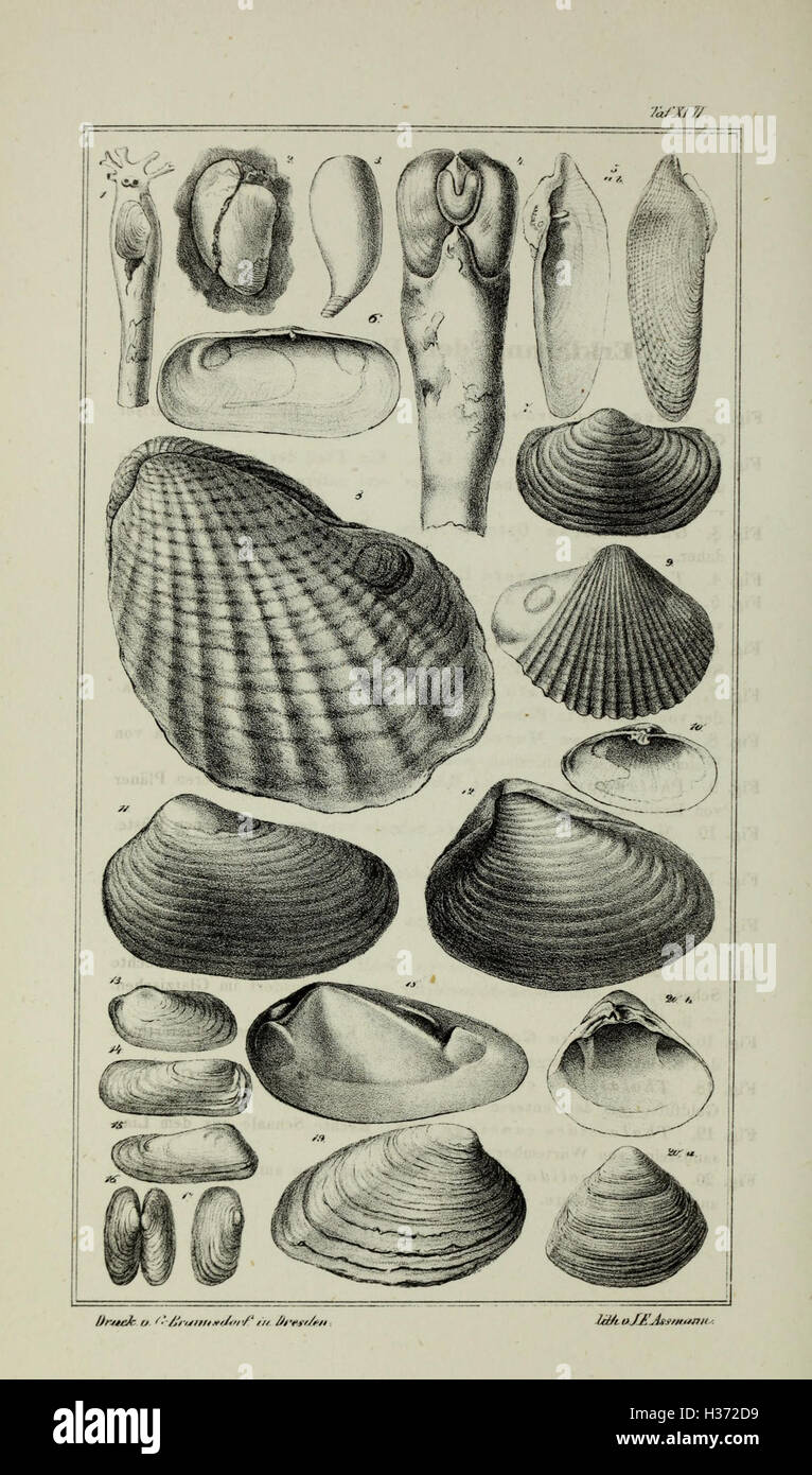 This work on fossil science provides a detailed guide to the study of ...