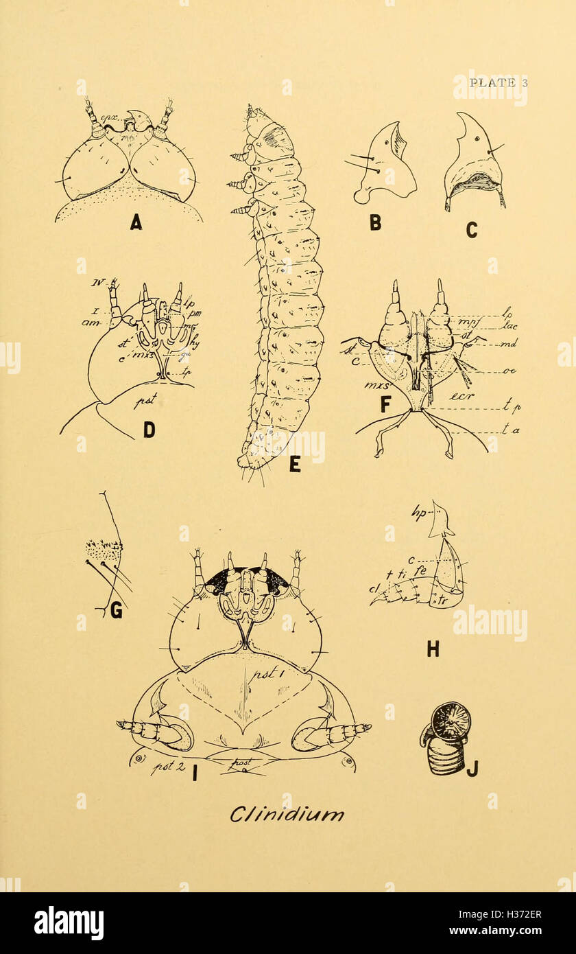 This illustrated synopsis provides descriptions of the primary larval ...