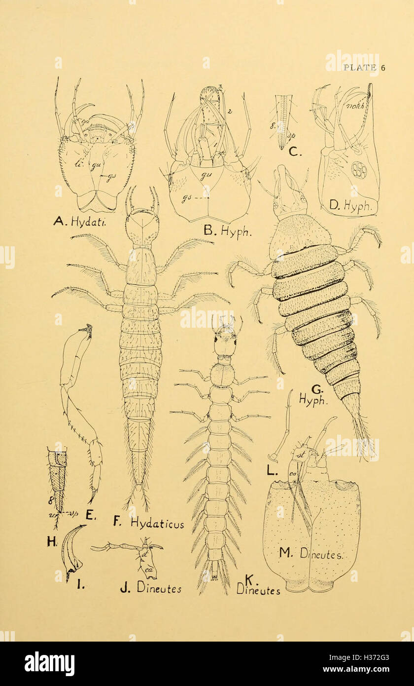 Larval forms within hi-res stock photography and images - Alamy