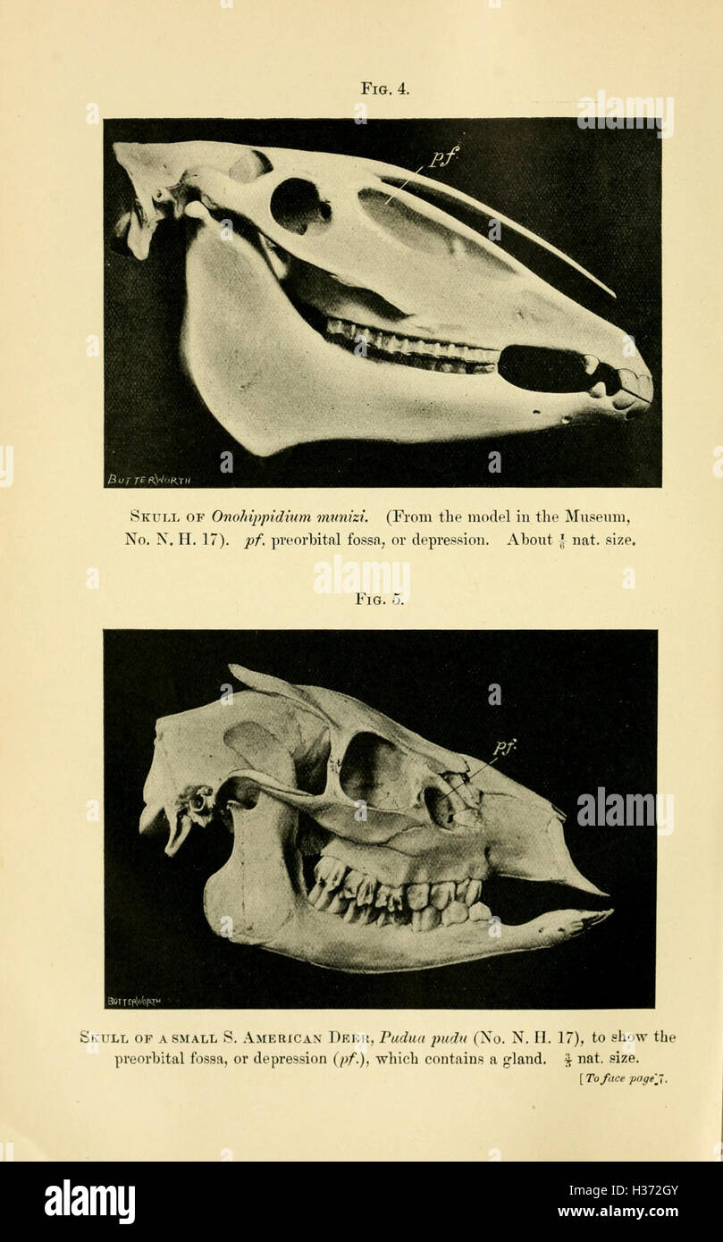 A guide detailing specimens from the horse family (Equidae) displayed ...