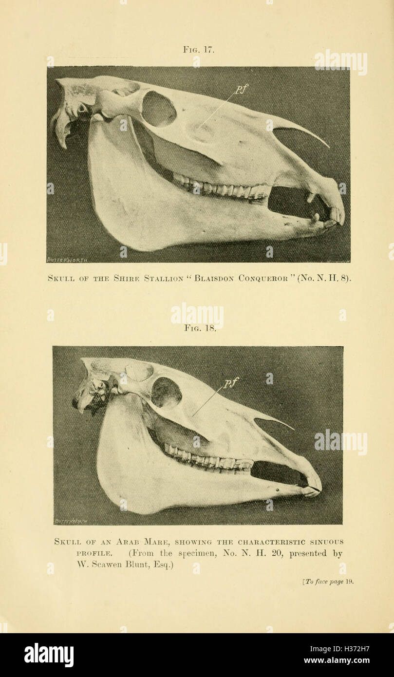 Genetics family history hi-res stock photography and images - Alamy