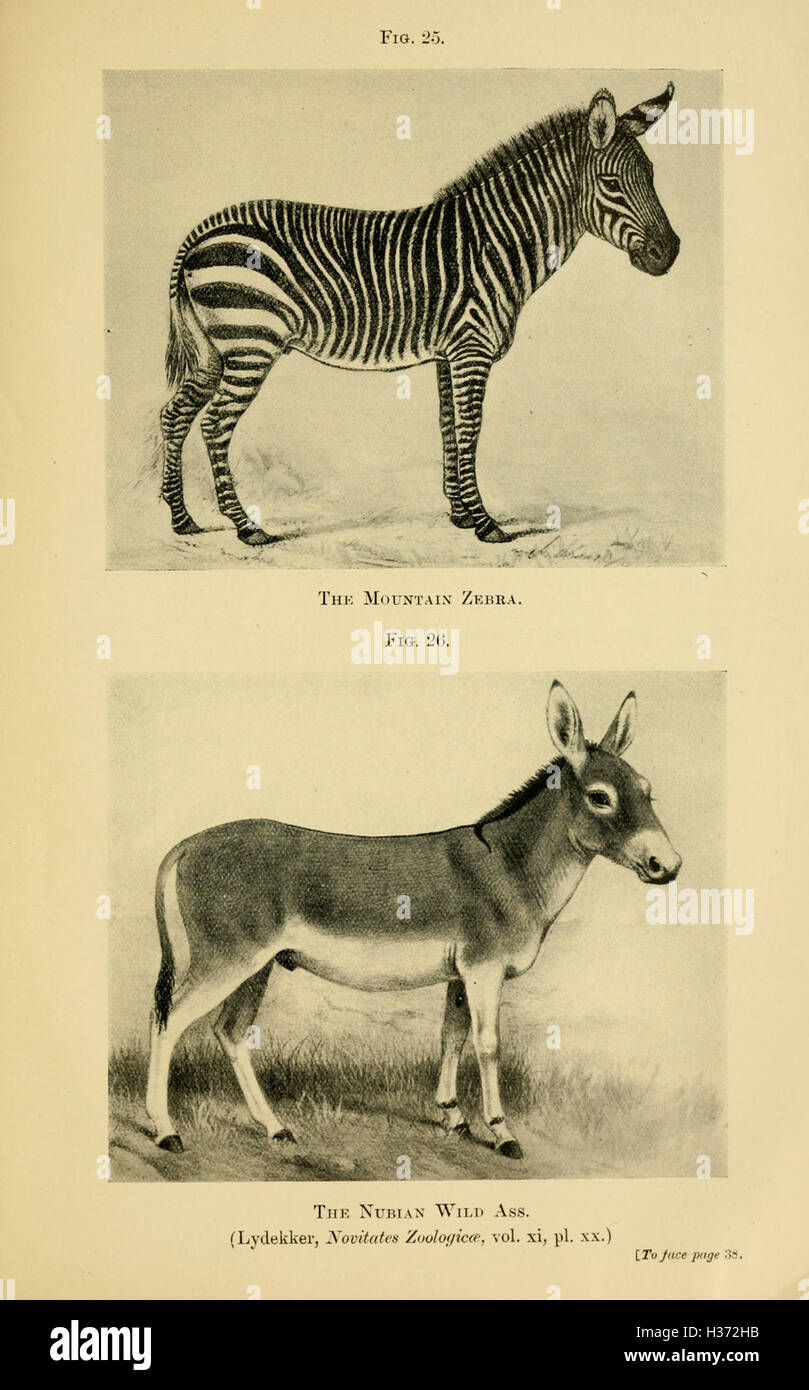 This guide provides detailed descriptions of the horse family specimens ...