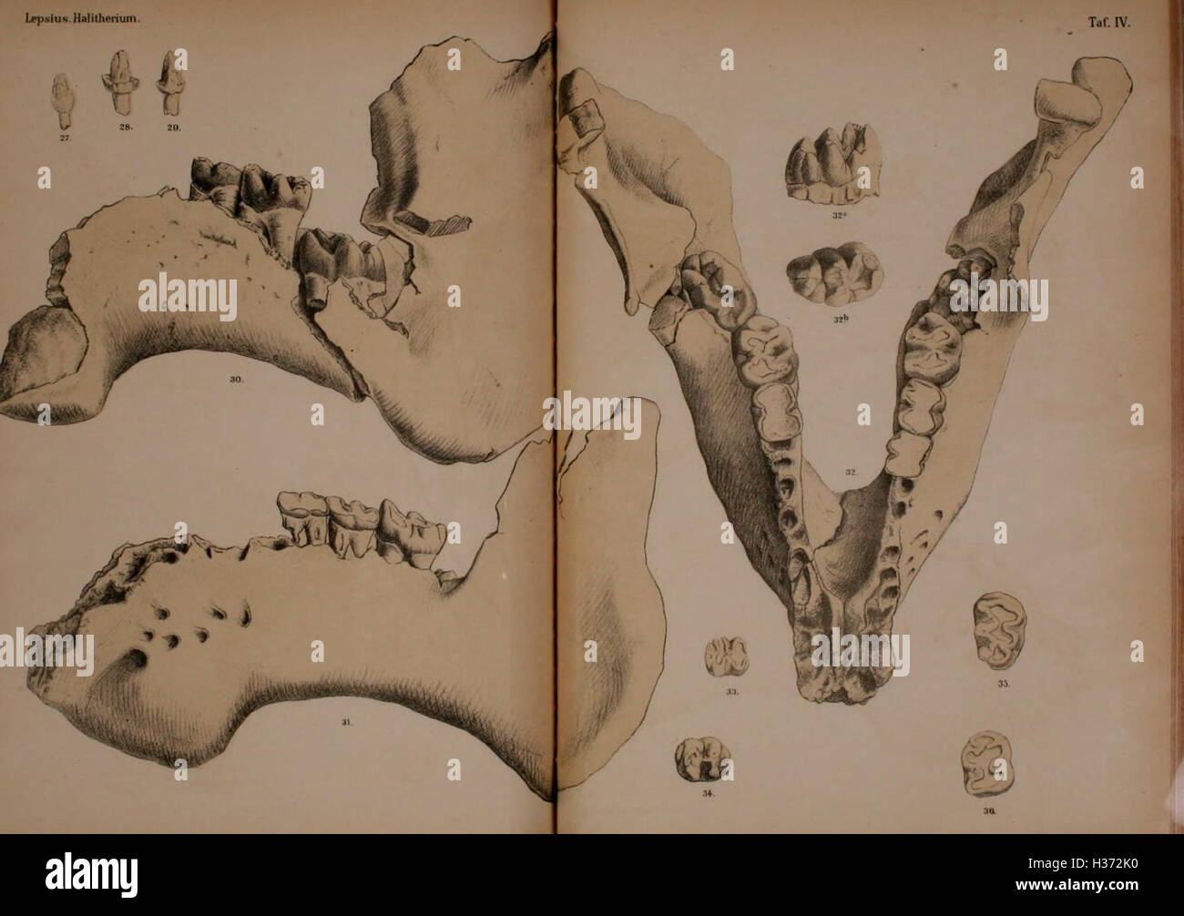 Halitherium schinzi, die fossile Sirene des Mainzer Beckens BHL144 ...