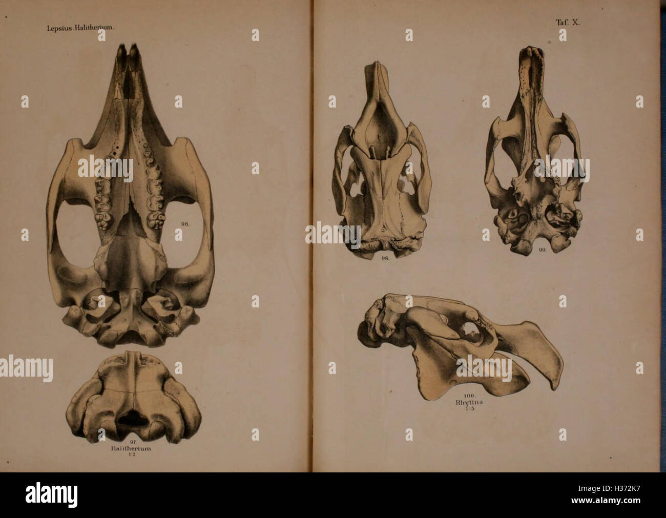 A detailed study of Halitherium schinzi, a fossilized siren from the ...