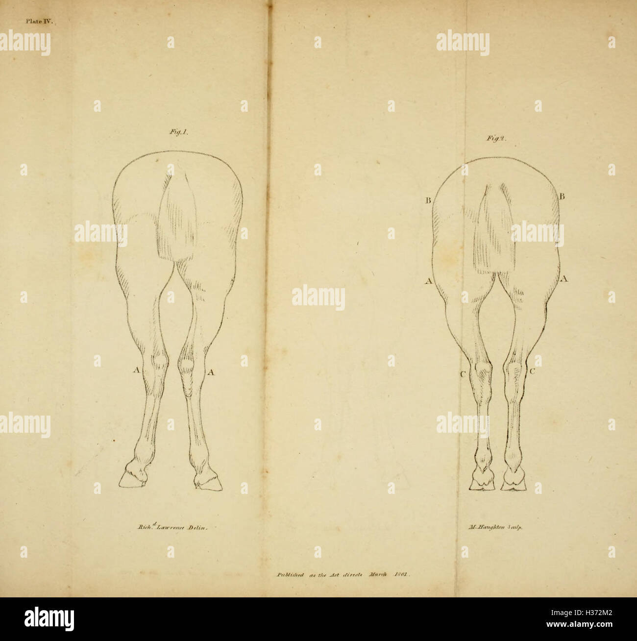 This work investigates the anatomical structure and physiological ...