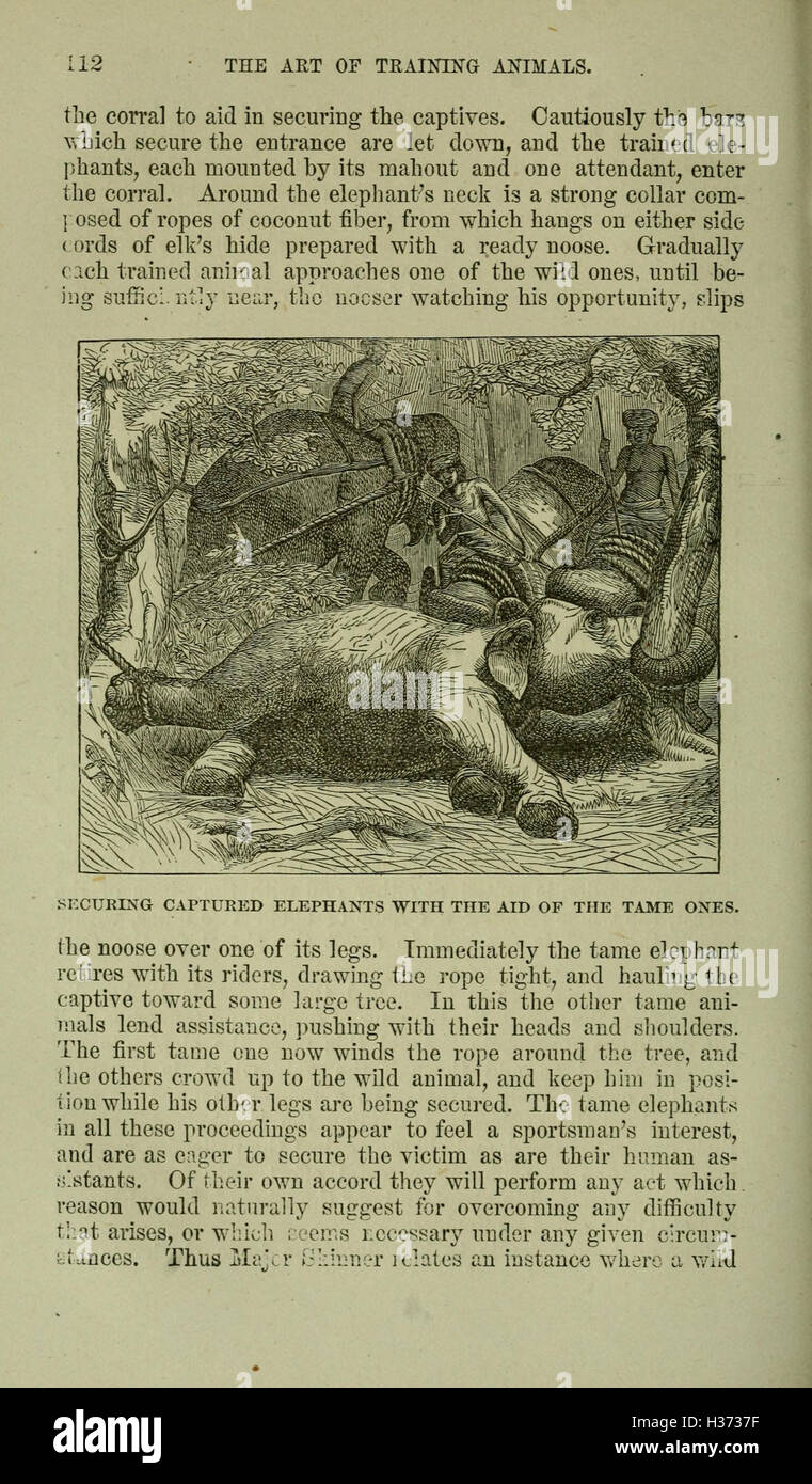 A comprehensive guide on animal training techniques by Haney, focusing ...