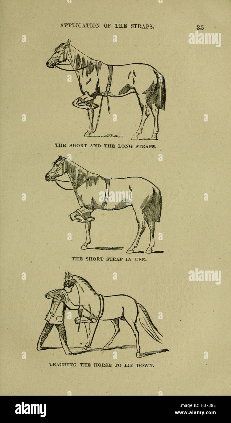 A comprehensive guide on training various animal species, with a focus ...