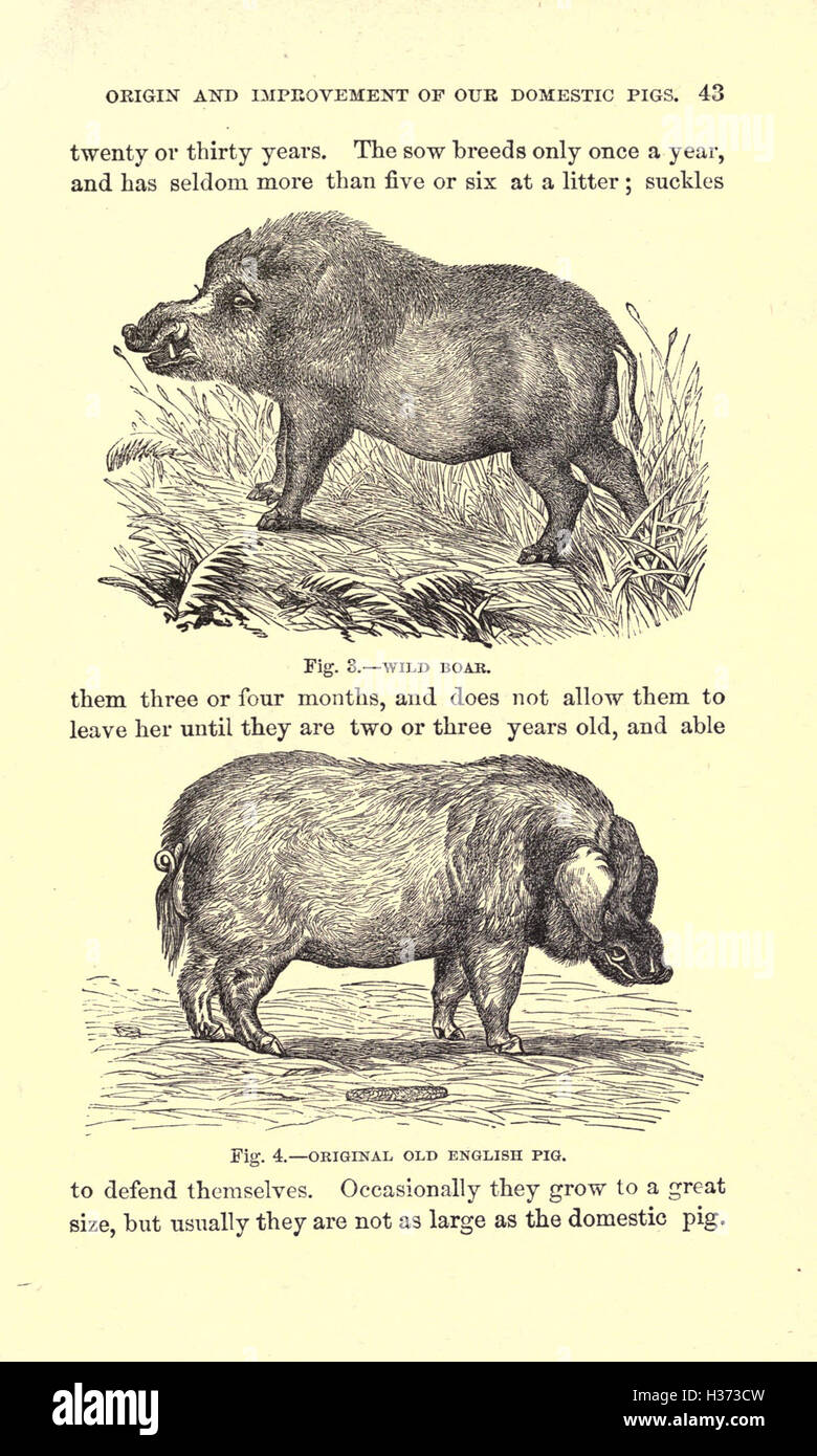 Pig vintage map hi-res stock photography and images - Alamy