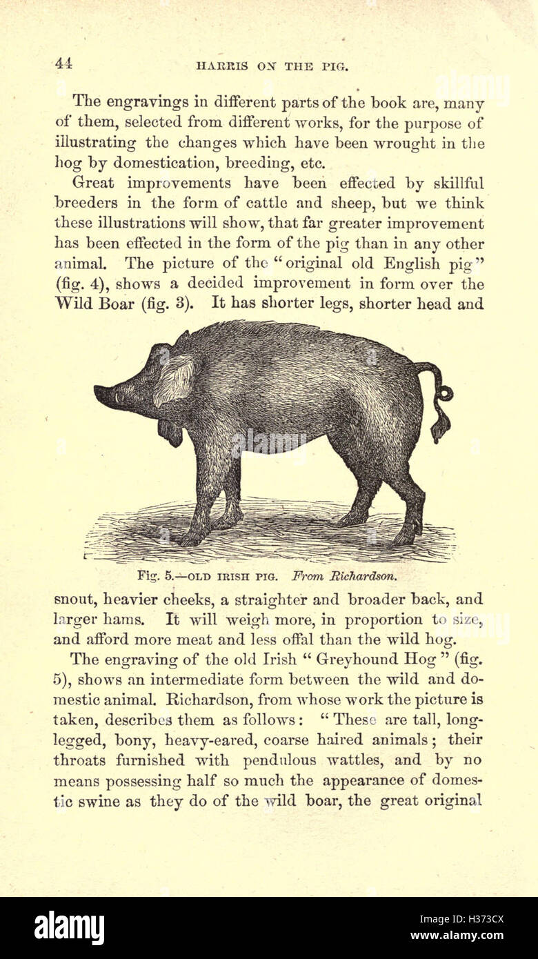This work discusses the domestication, breeding, and care of pigs ...