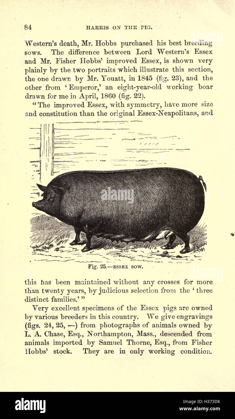 Vintage pig map hi-res stock photography and images - Alamy