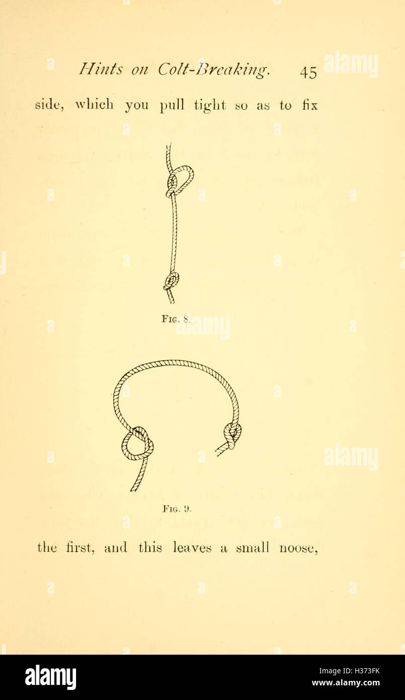 Guide training young horses hi-res stock photography and images - Alamy