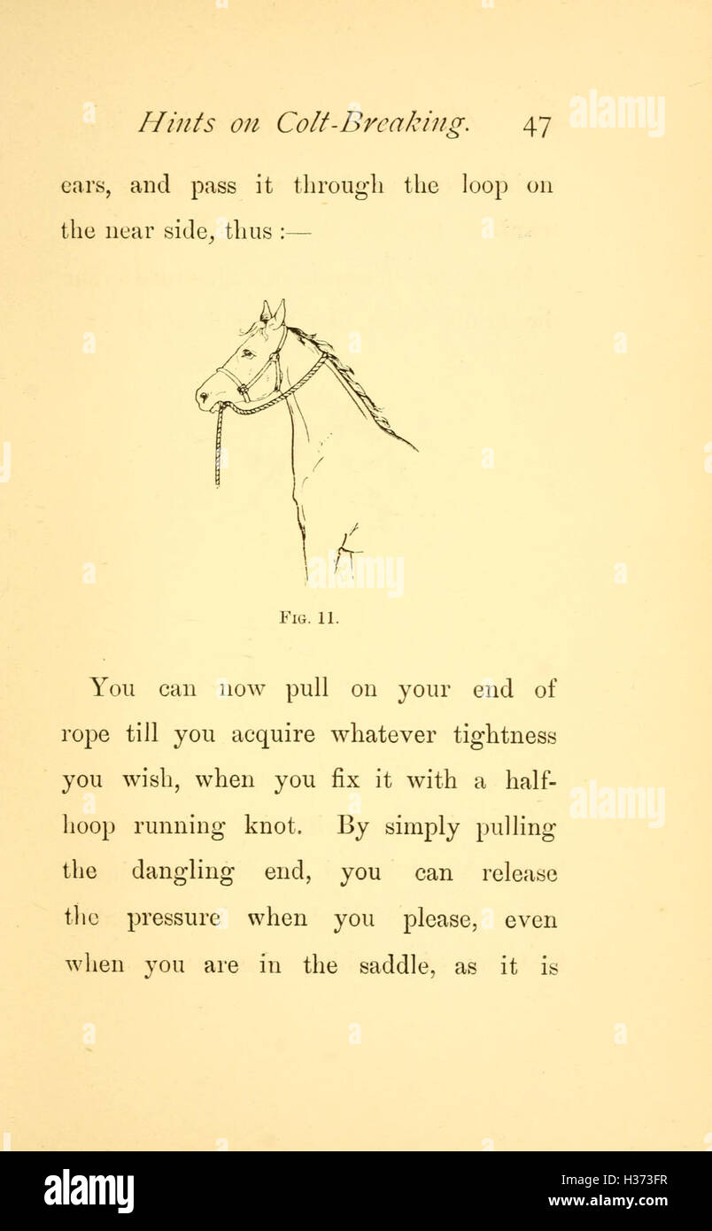 This guide offers tips on breaking colts, focusing on techniques for ...