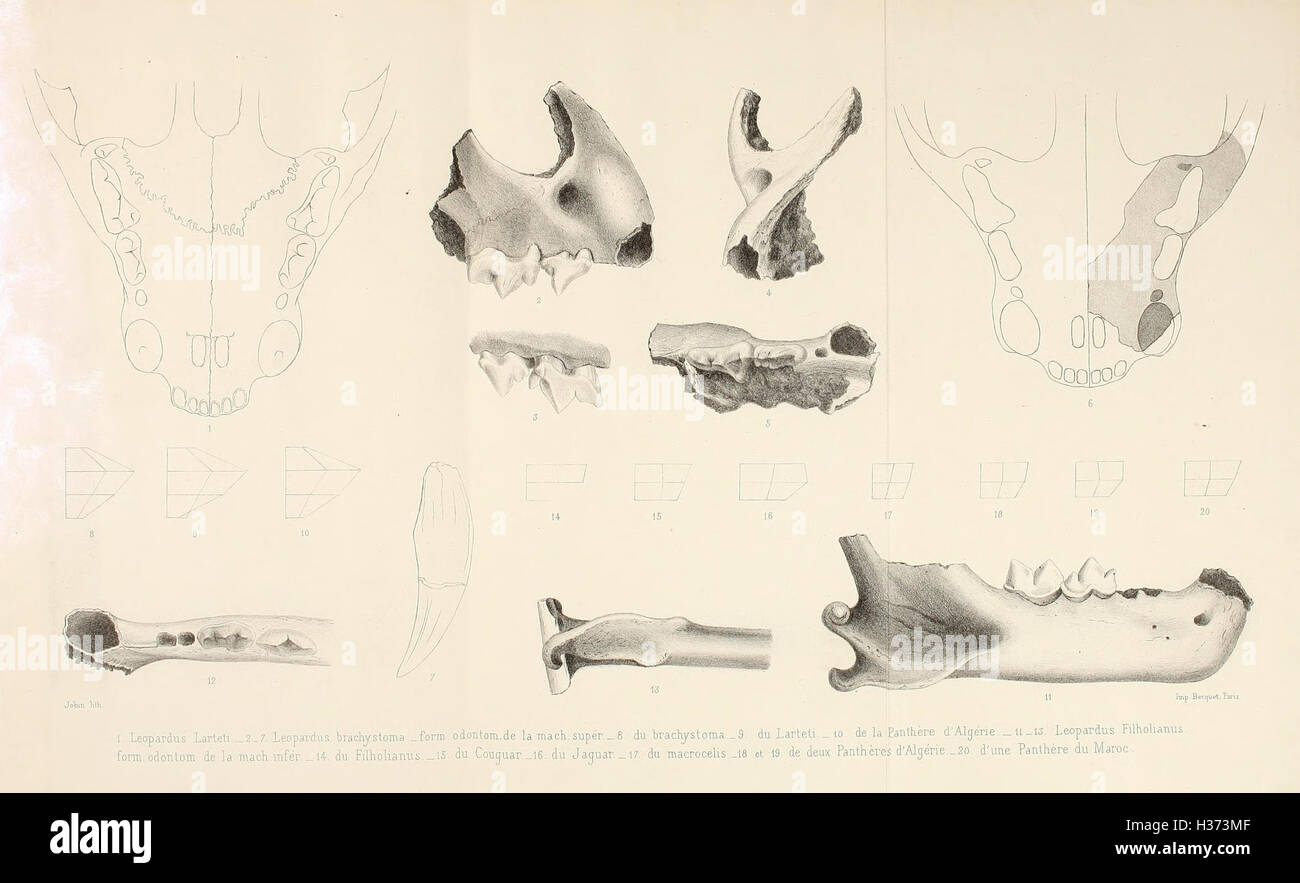 This title examines fossil evidence of felids (cats) discovered in ...