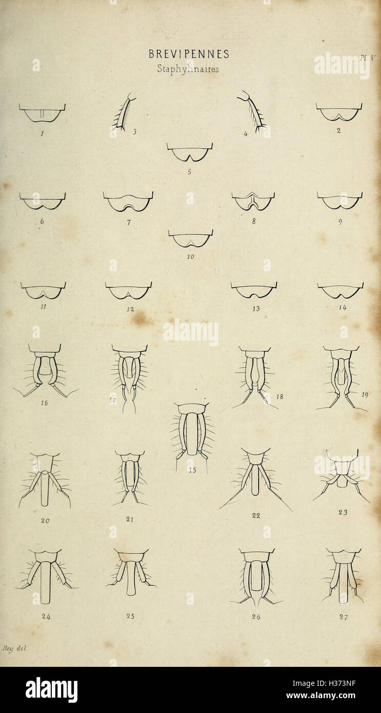 This work details the natural history of the beetles (Coleoptera) of ...