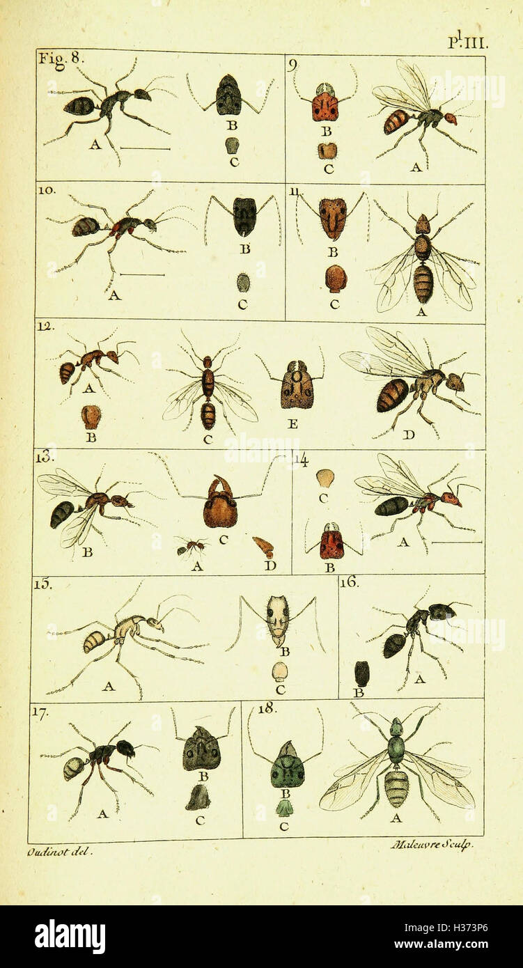 This natural history work provides detailed observations and classifications of ants, including ...