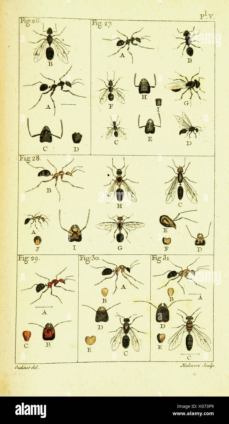 A work on the natural history of ants, detailing various species ...