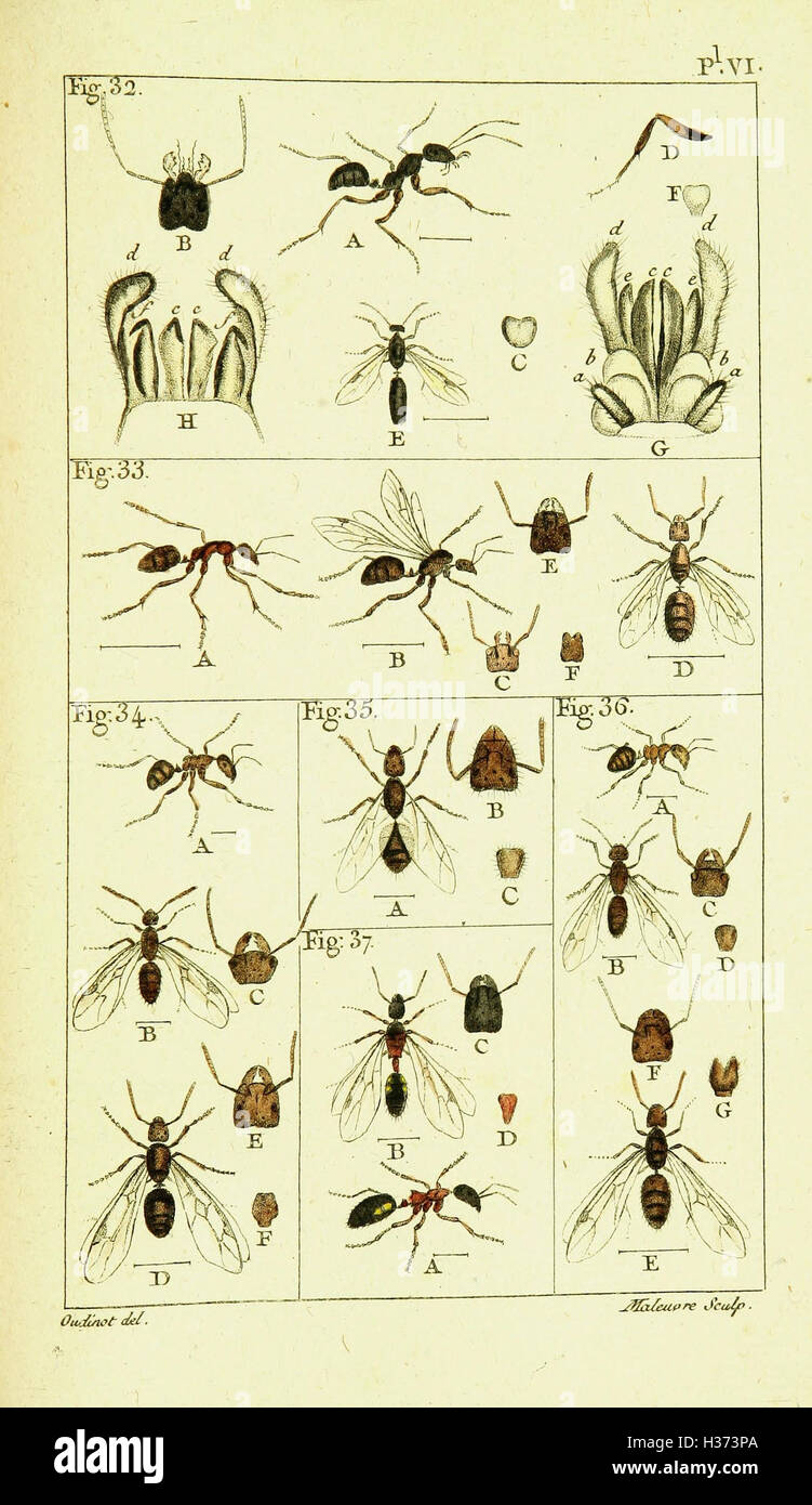 This work presents the natural history of ants, with a focus on their ...