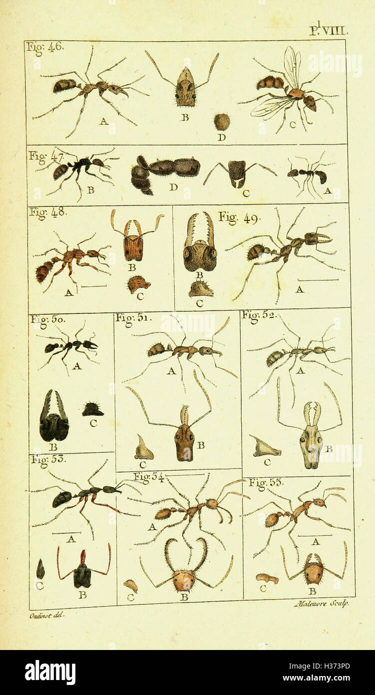 This work offers a detailed exploration of ants, including their ...