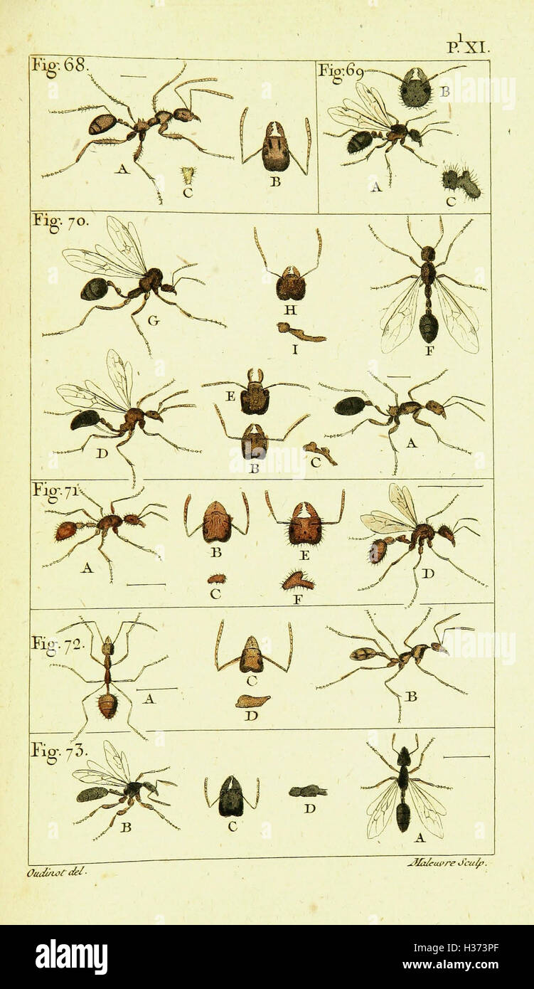 This French text provides a detailed study of ants, examining their ...