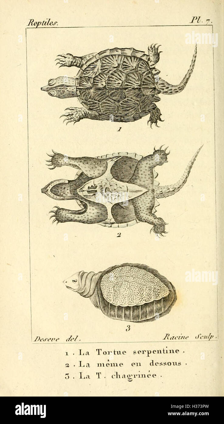 This French work offers a natural history of reptiles, featuring ...