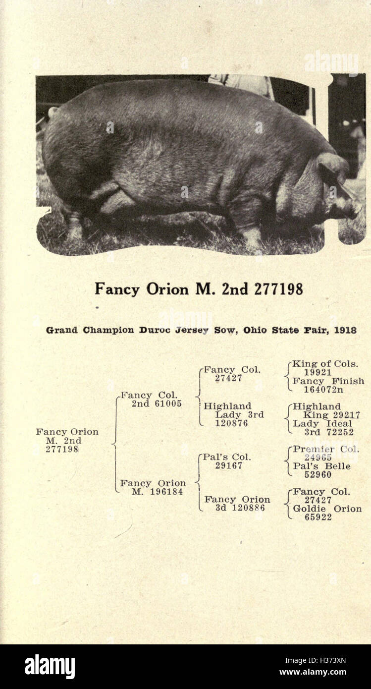 This text details the history and development of the Duroc breed of pig ...