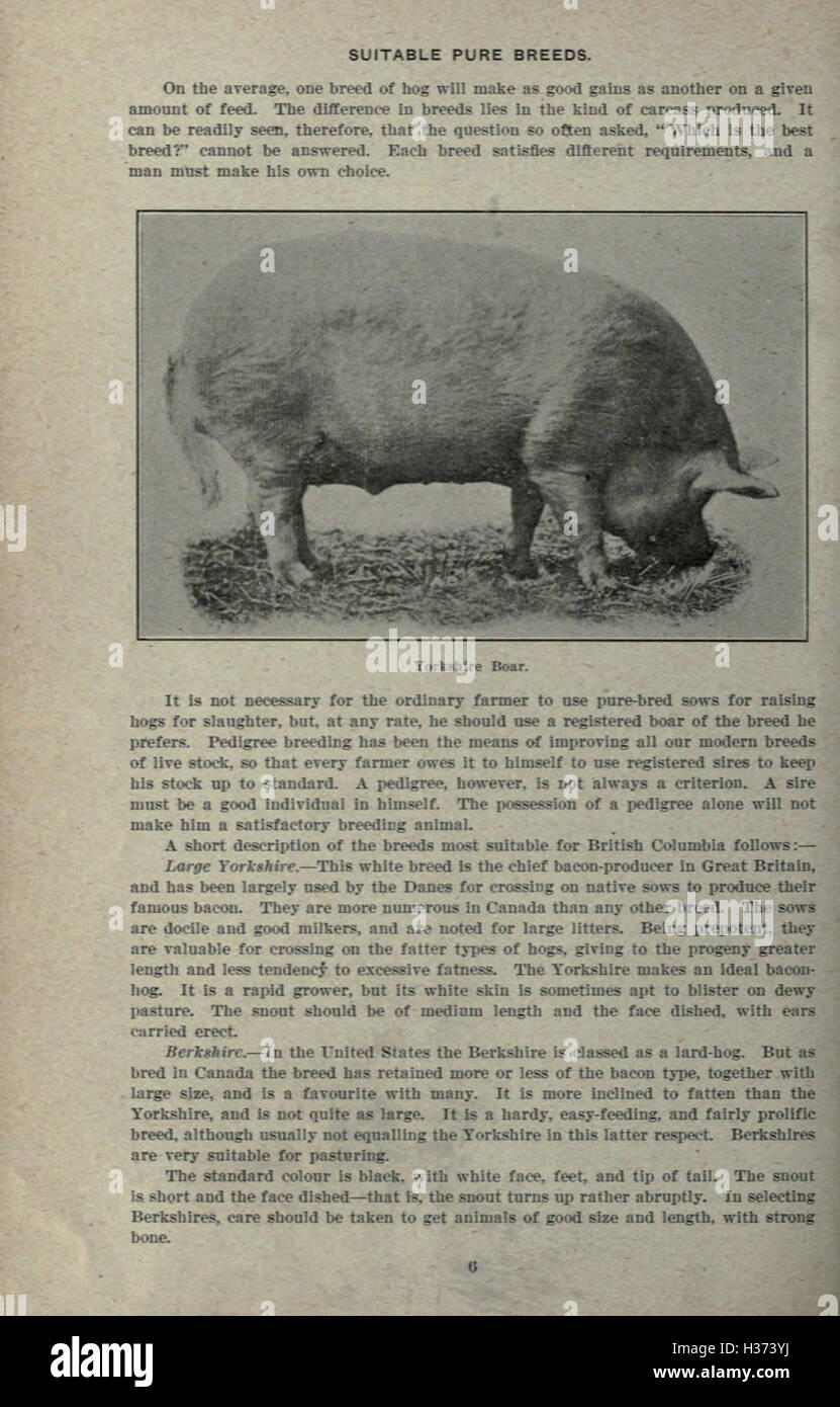 This text provides an overview of hog-raising practices in British ...