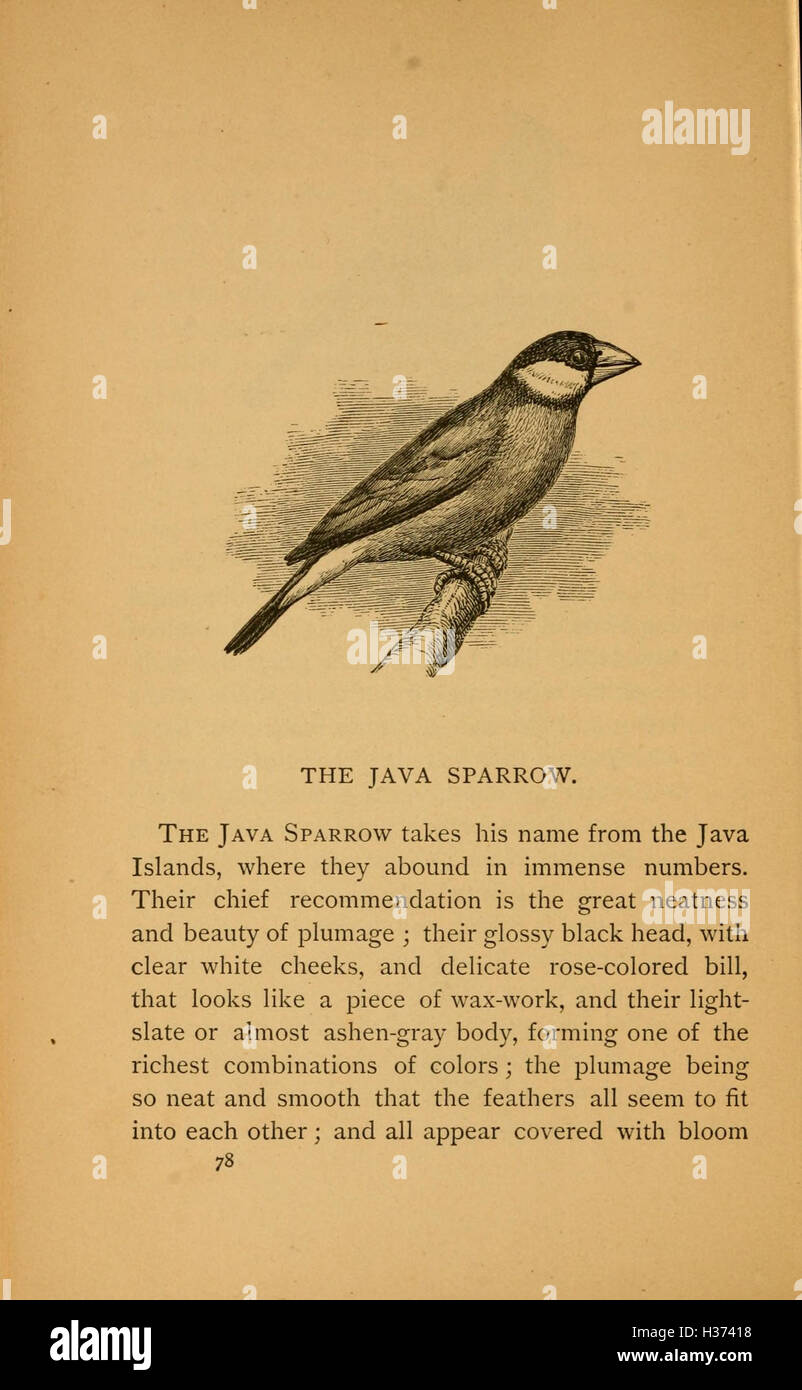 A comprehensive guide to bird species, their behavior, and habitat ...