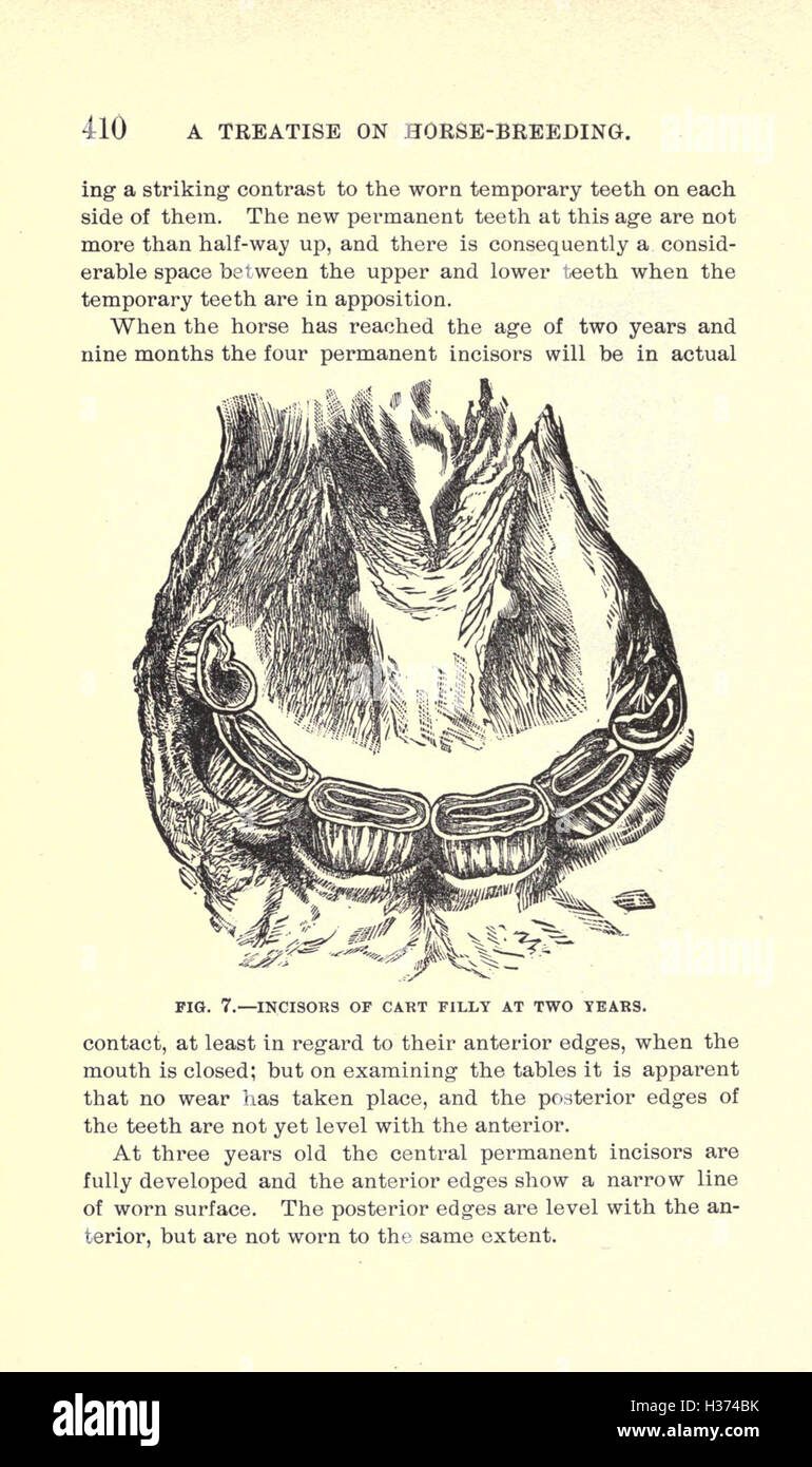 Horse reproduction hi-res stock photography and images - Alamy