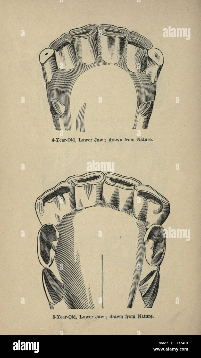Dental anatomy of horse hi-res stock photography and images - Alamy