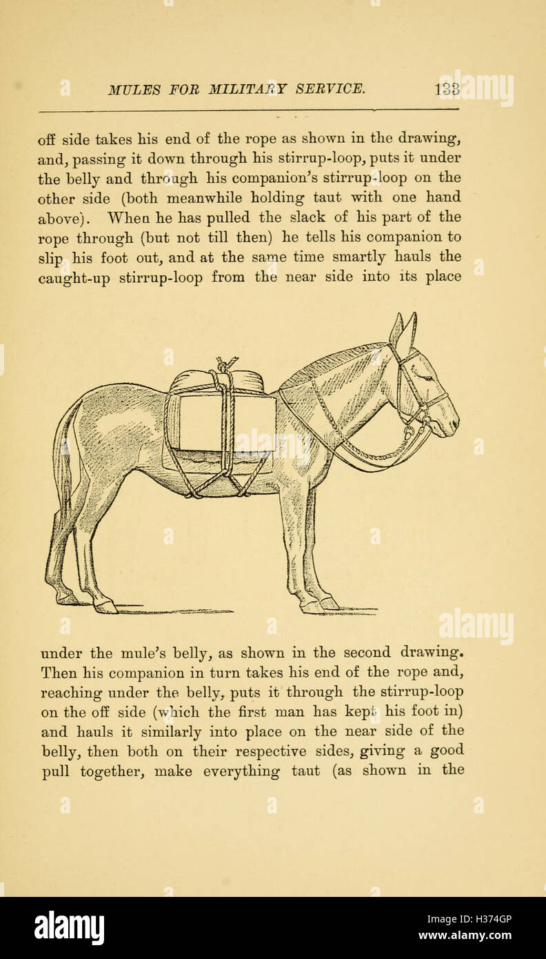 Horses and asses hi-res stock photography and images - Alamy