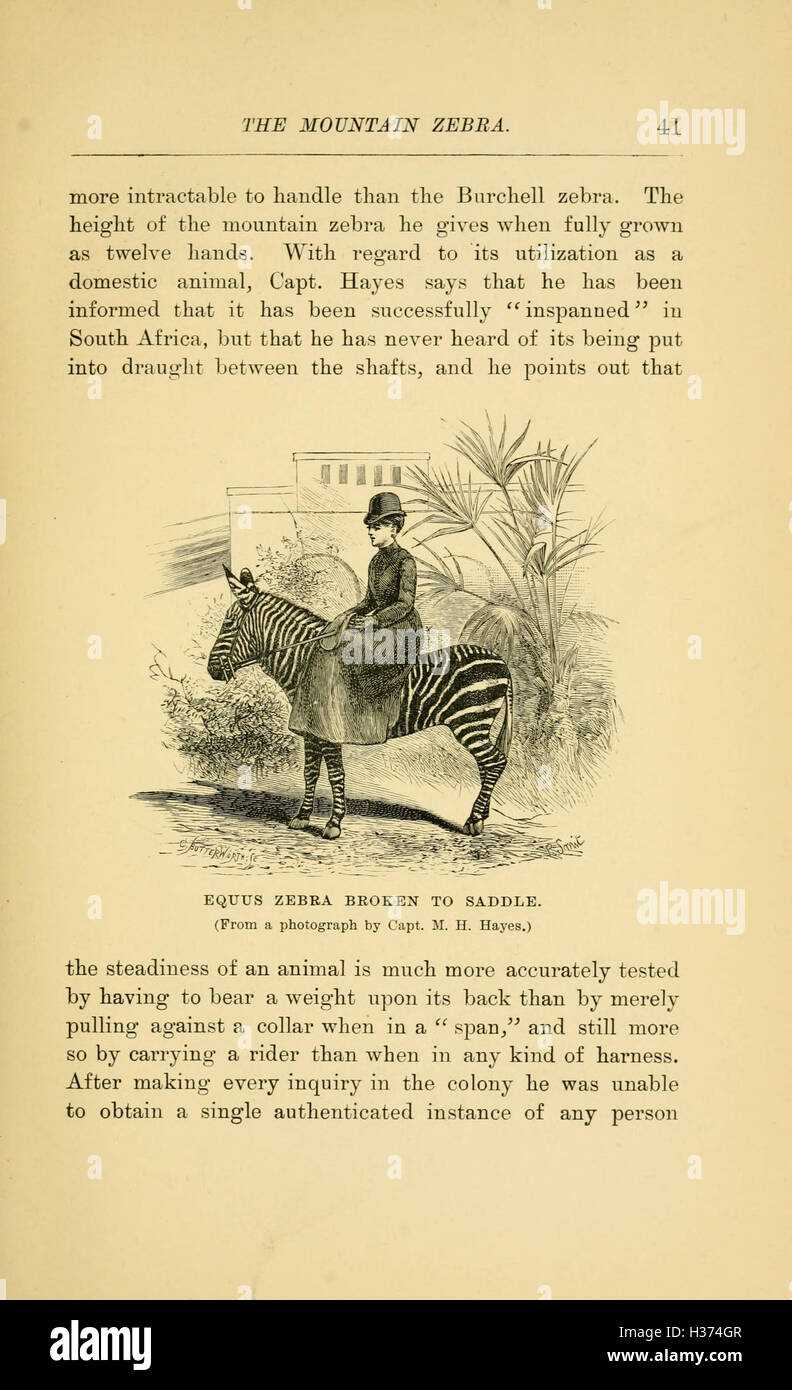 This work covers the different equine species including horses, donkeys ...