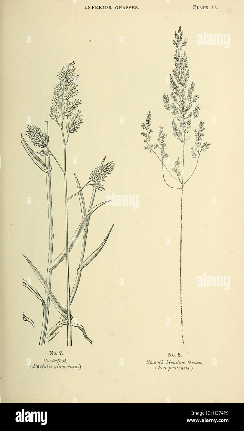 A guide to horse care and stable management, covering the essentials of ...