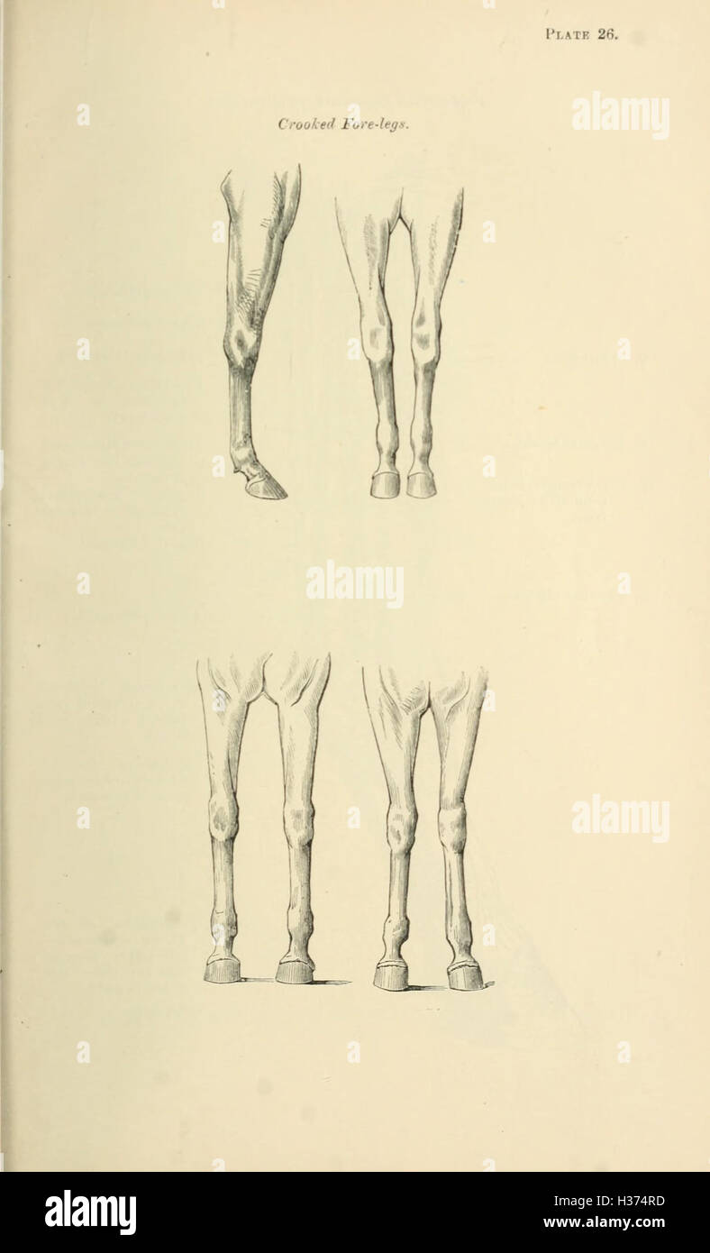 This text explores the care and management of horses and stables ...