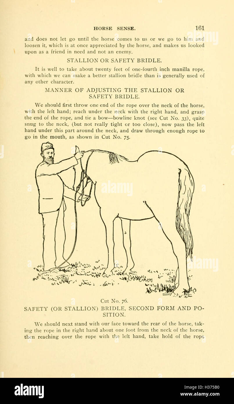 This work offers insights into the understanding of horses and their ...