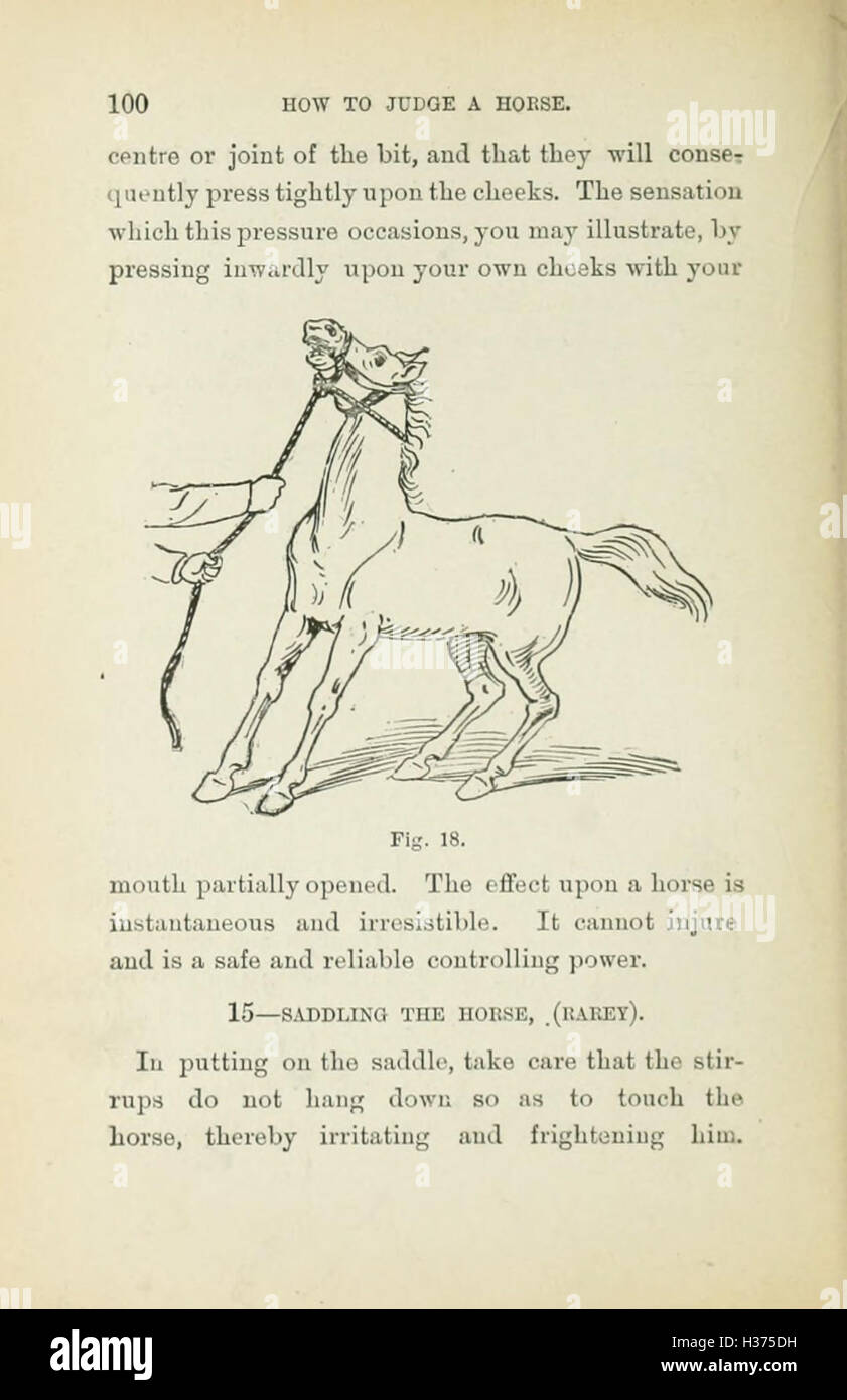 This text provides guidelines for assessing horses based on various ...