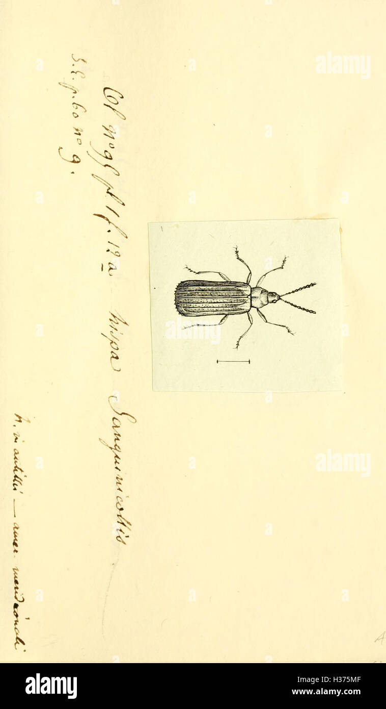 This work explores various beetle species, their classification ...