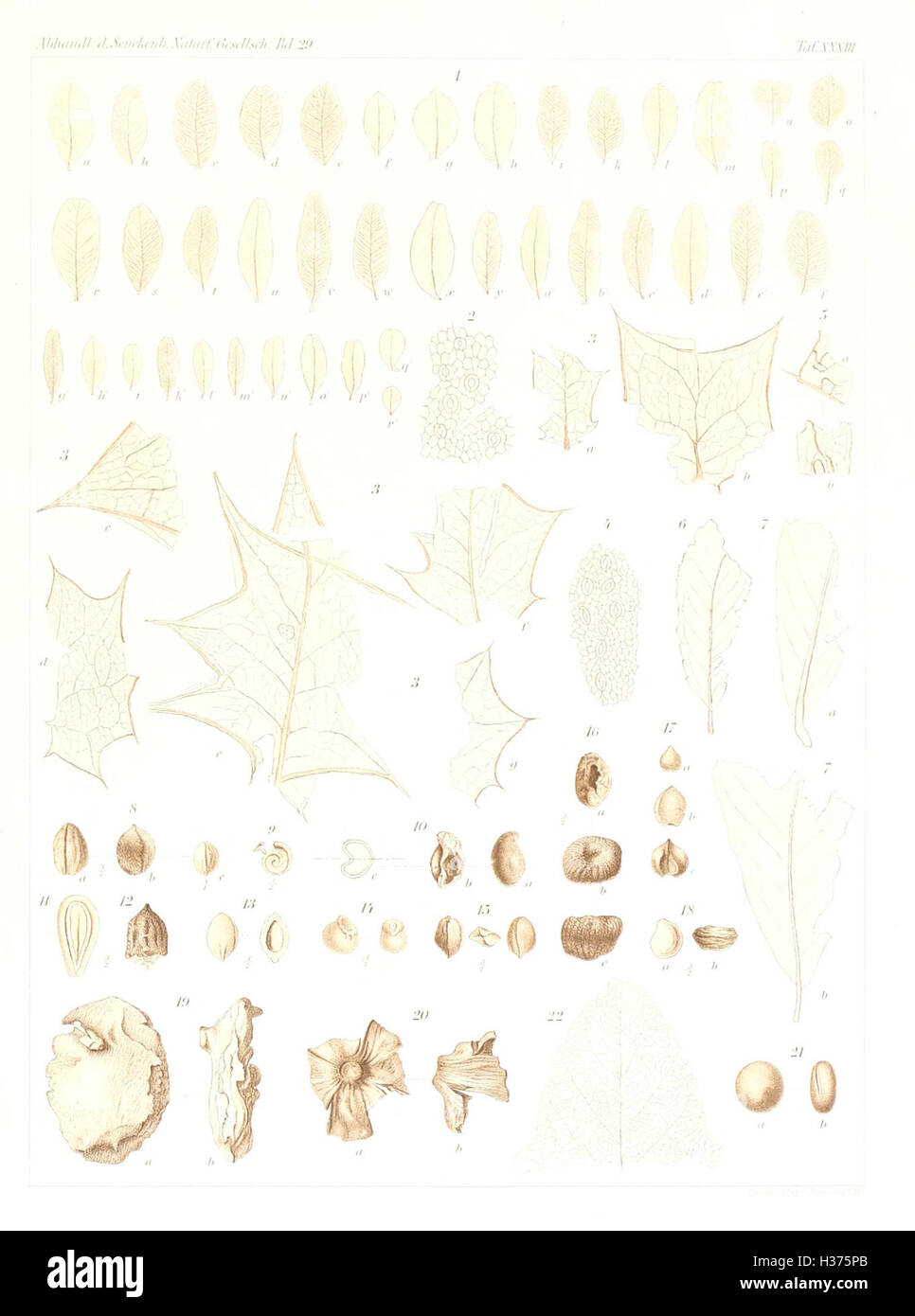 Pliocene animal Cut Out Stock Images & Pictures - Alamy