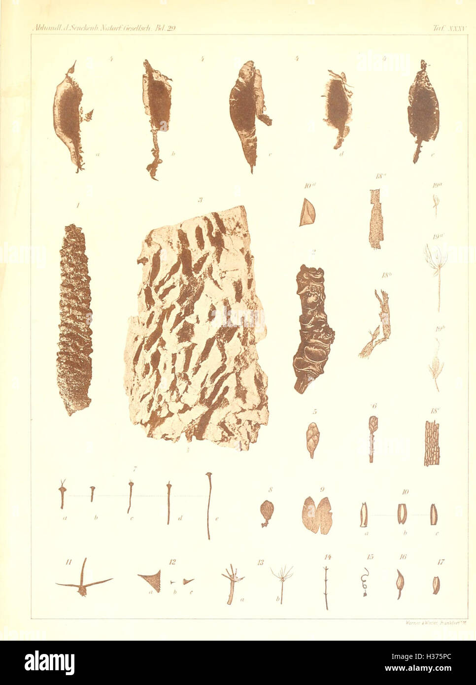 This work examines the flora and fauna of the Upper Miocene period in ...