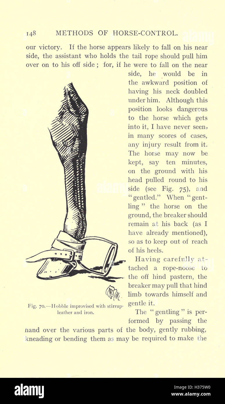 Illustrated guide on horse hi-res stock photography and images - Alamy