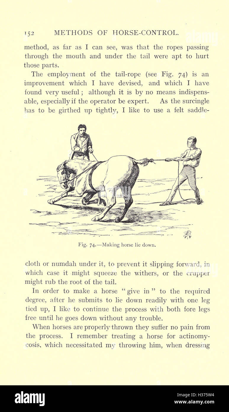 Illustrated guide on horse hi-res stock photography and images - Alamy
