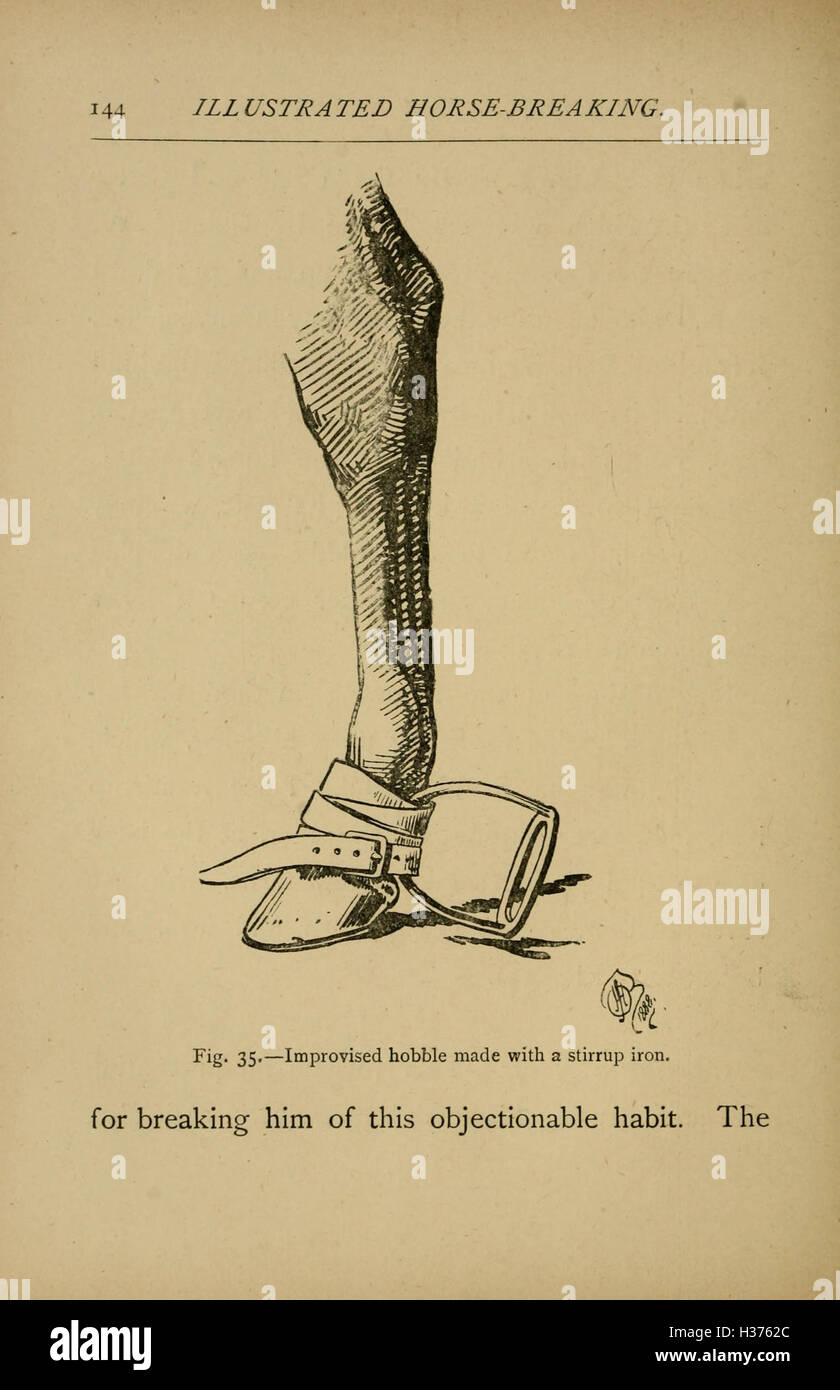 Illustrated guide on horse hi-res stock photography and images - Alamy