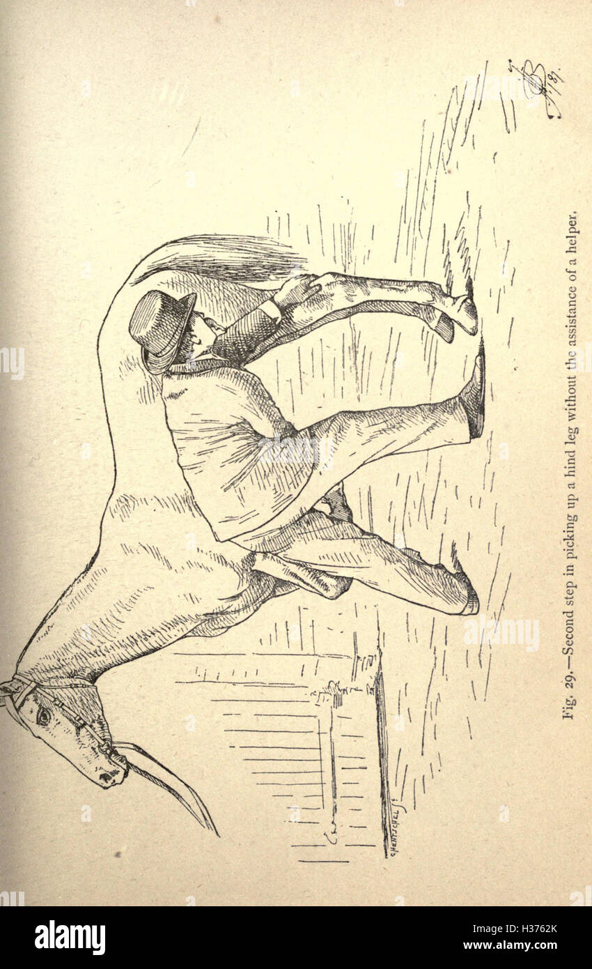 This work provides a visual guide to the techniques of horse breaking ...