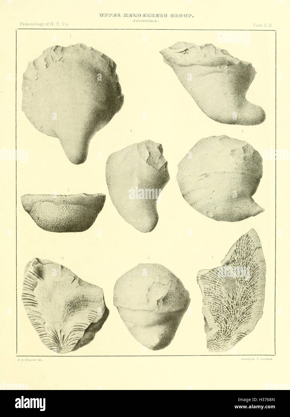 This document features illustrations of fossils from the Devonian ...