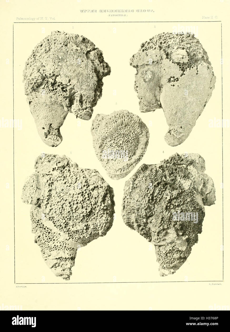 Devonian period illustration hi-res stock photography and images - Alamy